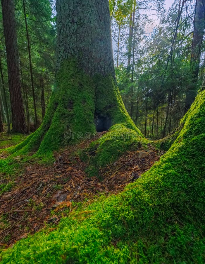 The Green Roots of a Tree in the Forest Stock Image - Image of foliage ...