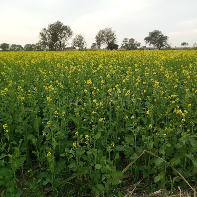 Green Roots weiw stock image. Image of plain, plant - 239603563