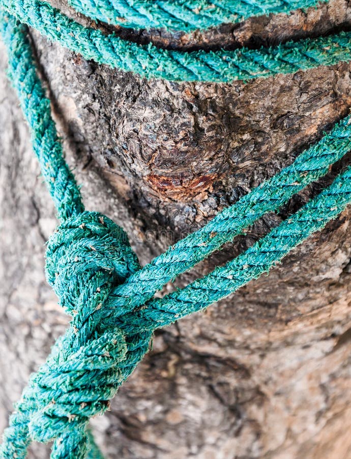 Green Rope Tied On Tree Picture. Image: 109914011