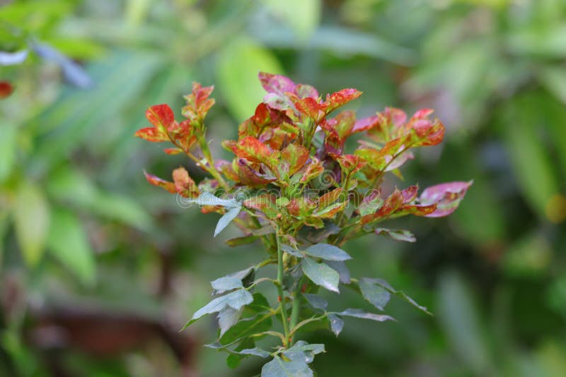 Green Rose Branch Image, Hd Stock Image - Image of plant, pink: 185736701