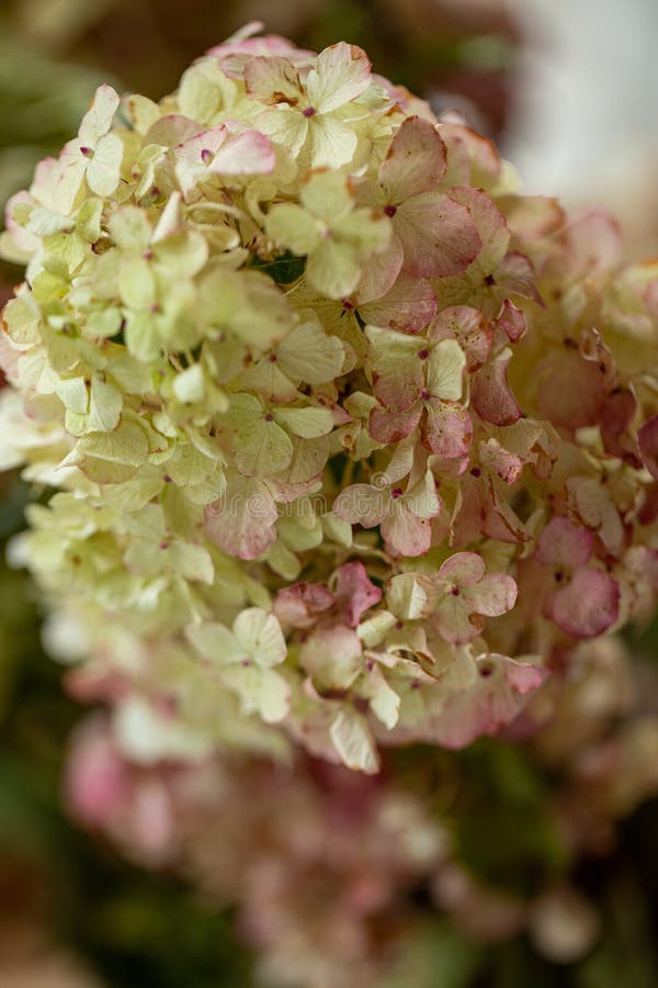 Green and Rose Calm Flower Lovely Time Stock Photo - Image of suitable ...