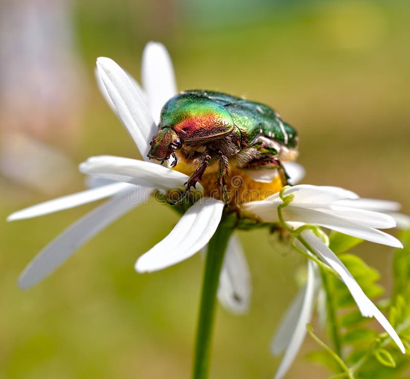 Green rose chafer stock image. Image of nature, plant - 20040221