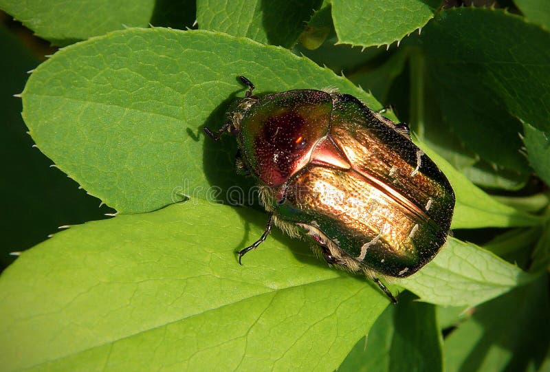 Green rose chafer stock image. Image of plant, macro - 133913121
