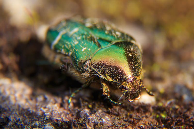 Rose chafer stock image. Image of garden, live, green - 99624691