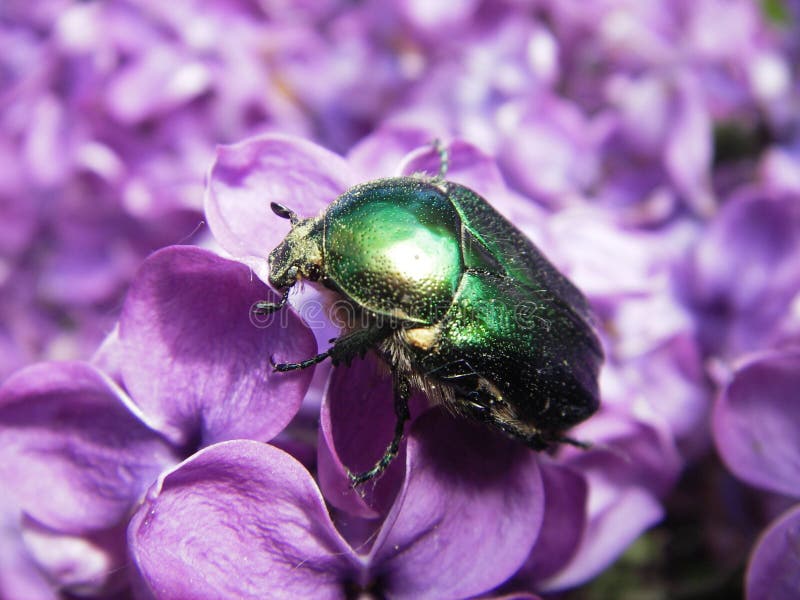 Green rose chafer stock photo. Image of flower, beetle - 76528140