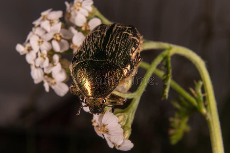Green rose chafer stock photo. Image of natural, flower - 192293122