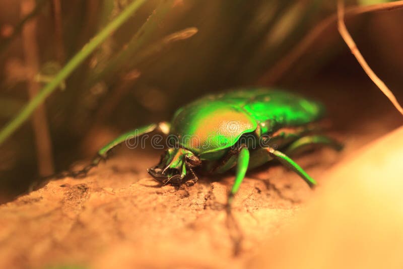 Rose Chafer Larva. Close Up of the Insect Stock Photo - Image of white ...