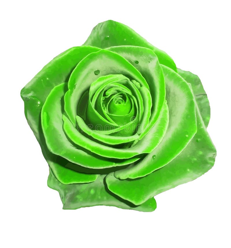 Green rose stock vector. Illustration of design, garden - 53396207