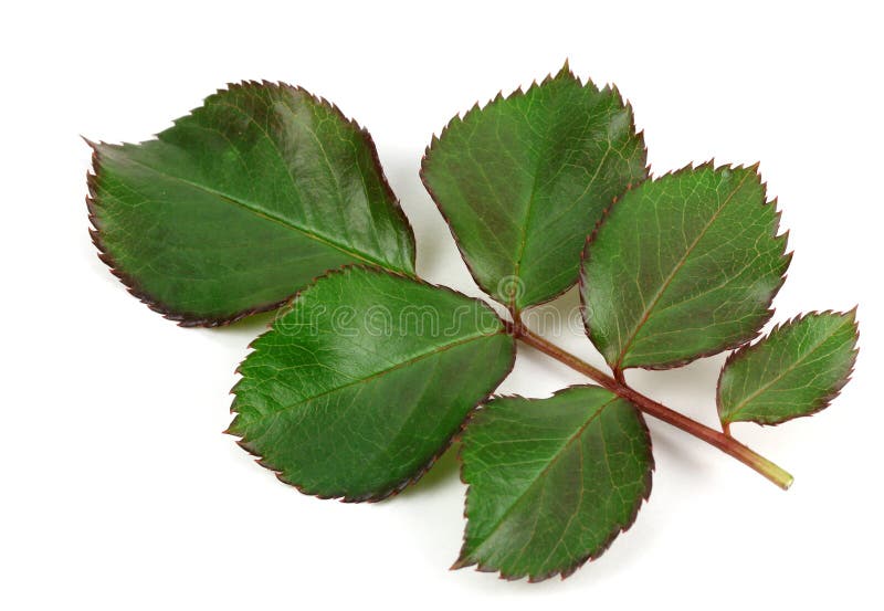 Green Rose Leaf Isolated on White Background Stock Image - Image of ...