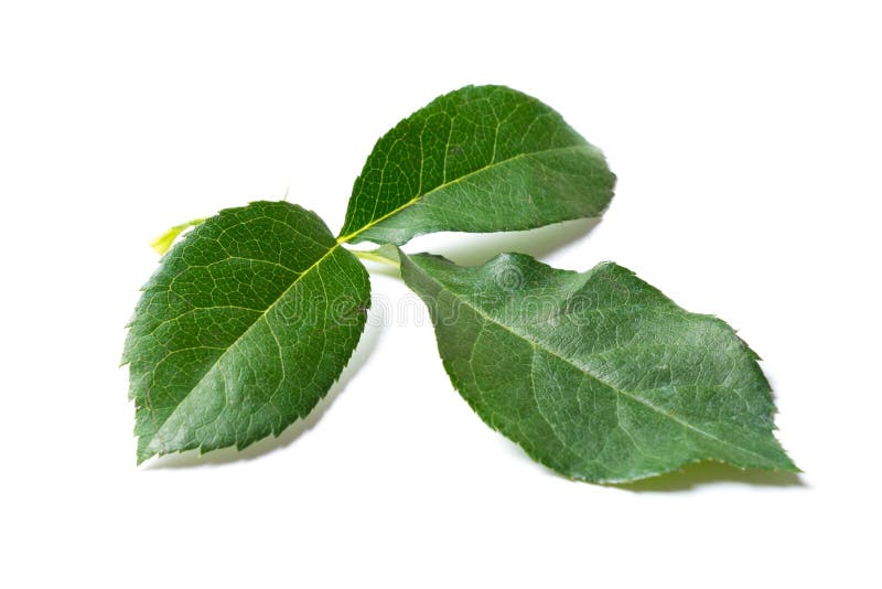 Green Rose Leaf Isolated on White Stock Photo - Image of white ...