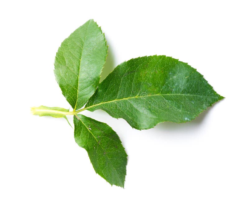 Green Rose Leaf Isolated on White Stock Image - Image of white, young ...