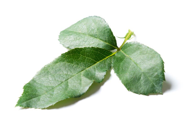 Green Rose Leaf Isolated on White Stock Image - Image of season, plant ...