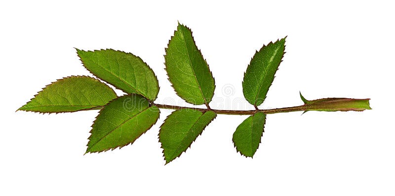 Green Rose Leaf Isolated on White Stock Image - Image of leaves, leaf ...