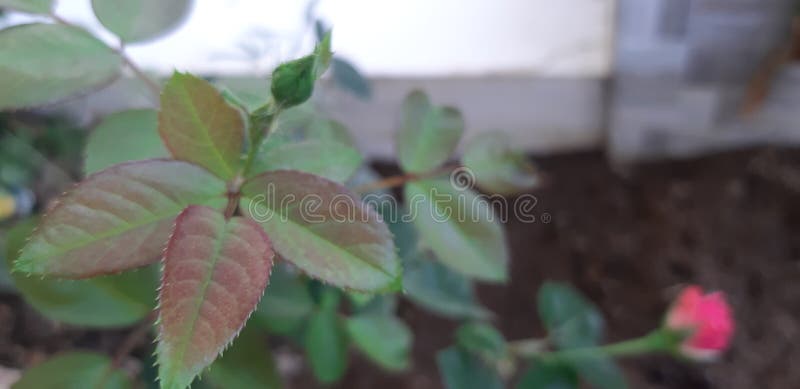 Red Rose with Leafs and Textured Background Wallpaper Stock Photo ...