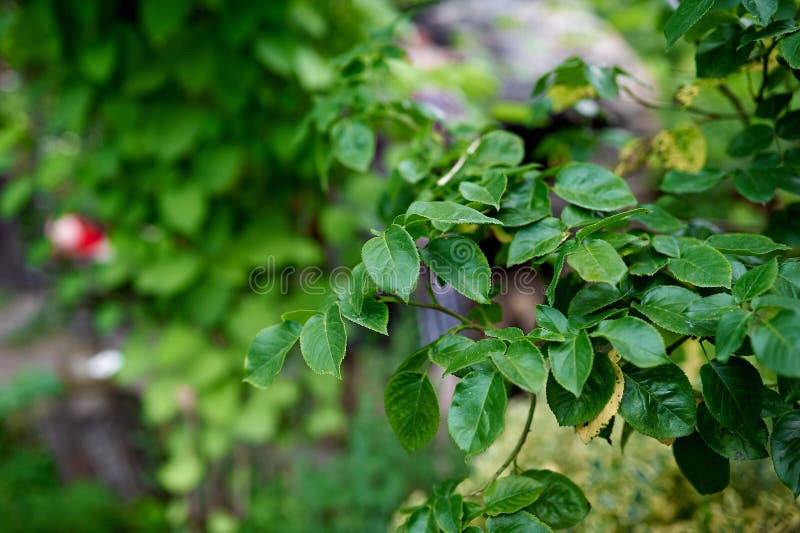 Green Rose Leaves on a Bush, Summer Stock Image - Image of ...