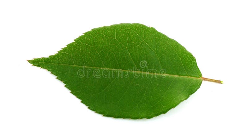 Green rose leaves stock photo. Image of blooming, leaves - 273734110
