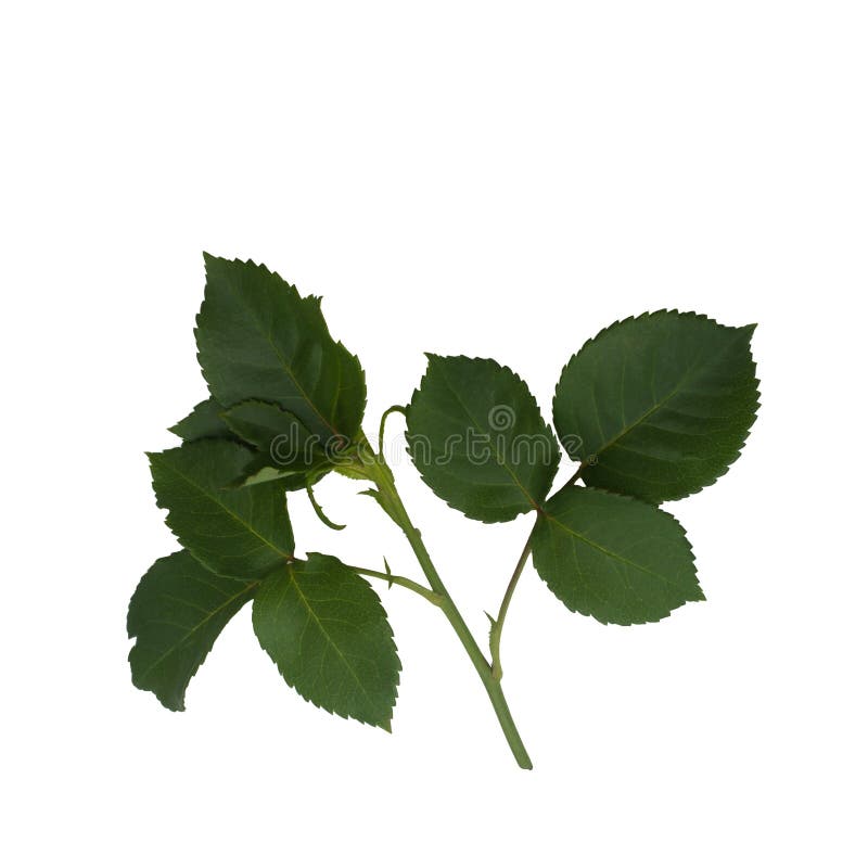 Green Rose Leaves Isolated on White Stock Image - Image of nature ...