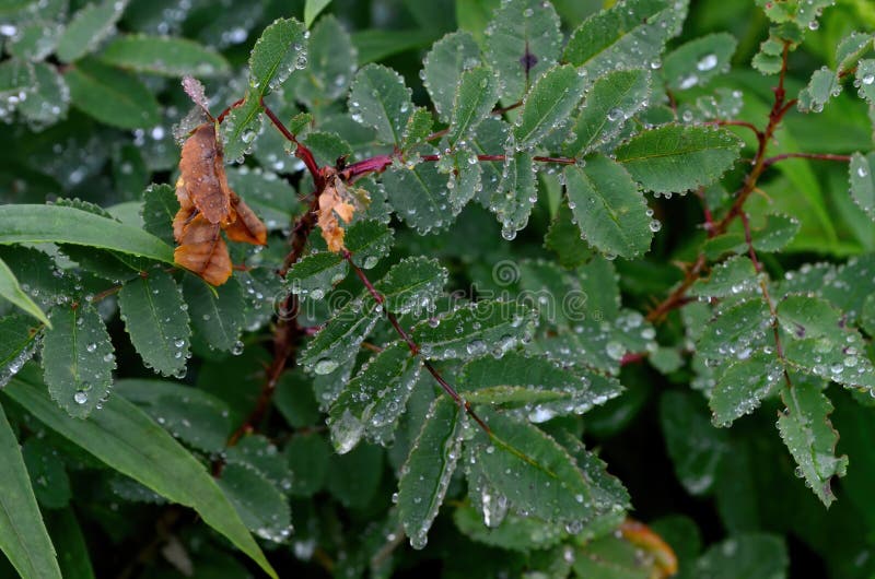 Green Rose Bush Leaves with Raindrops, Close - Up. Stock Photo - Image ...