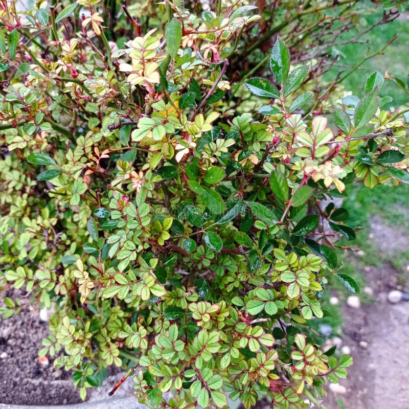 Green rose after rain stock photo. Image of green, deciduous - 246734976