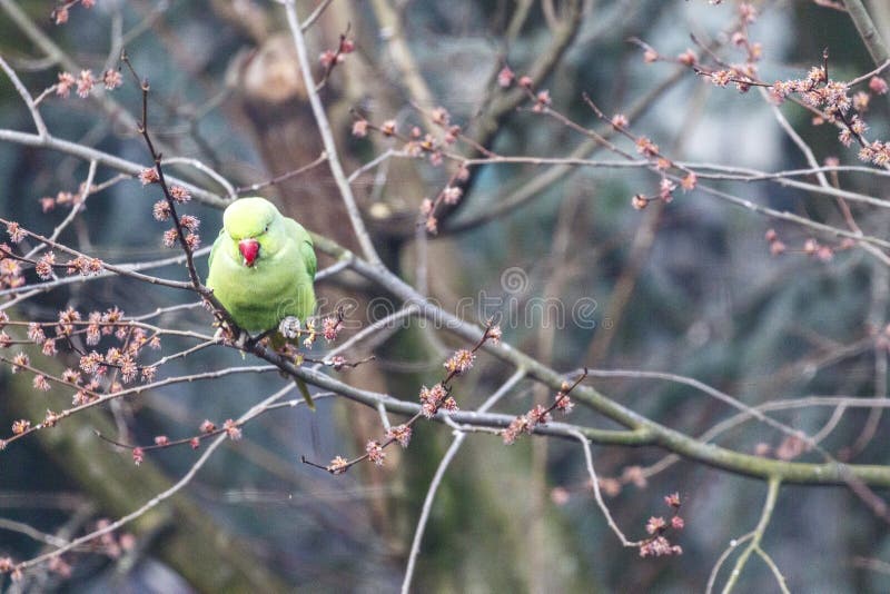 Green Rose Ringed Parakeet in a Tree during Spring in Amsterdam, the ...