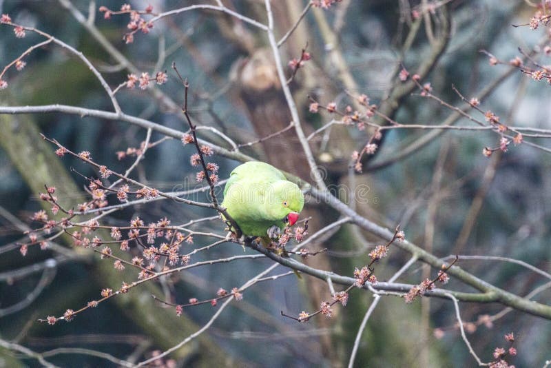 Green Rose Ringed Parakeet in a Tree during Spring in Amsterdam, the ...
