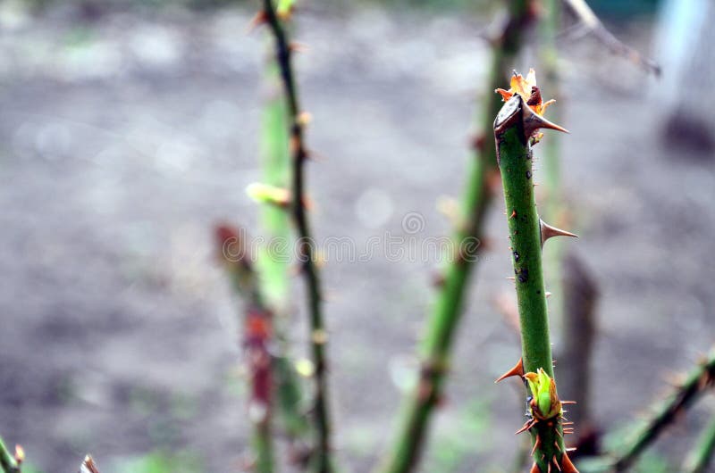 Thorns on the rose stem stock image. Image of beautiful - 369432167