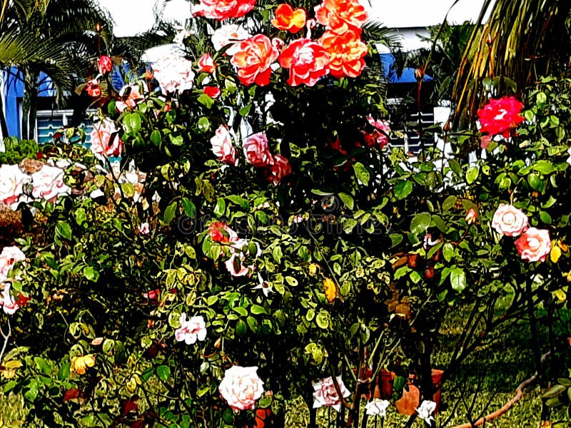 Green Tree Red White Rose Flowers and Green Background Stock Photo ...