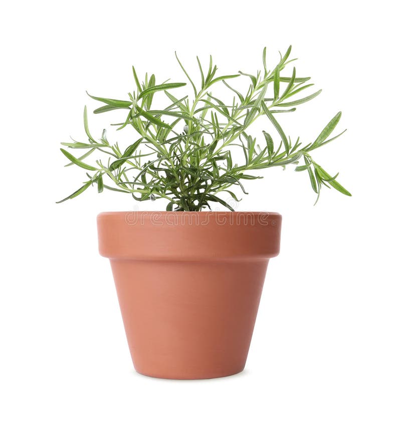 Rosemary Growing in Pots Isolated on White, Different Sizes Stock Image ...