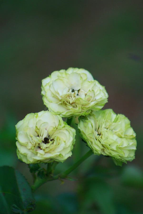 Green Roses stock photo. Image of tree, green, flowers - 110595056
