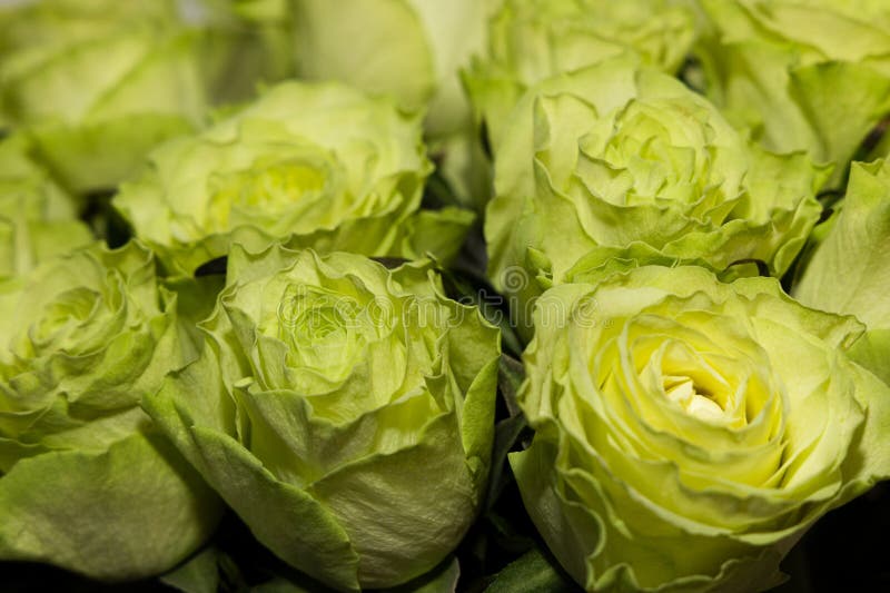 Green roses color of roses stock image. Image of food - 342762985