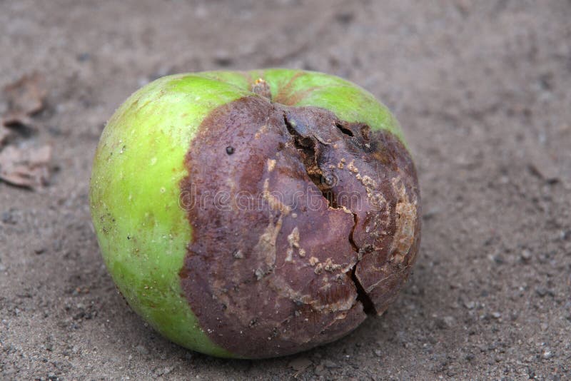 Green and Rotten Apples with Flesh-fly and Mold on Apple Tree Stock ...