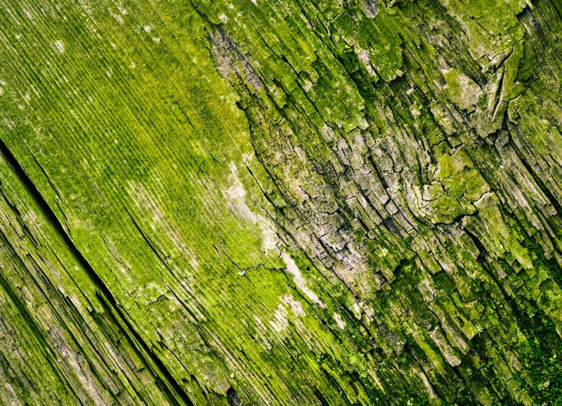 278 Green Moldy Old Wood Texture Stock Photos - Free & Royalty-Free ...