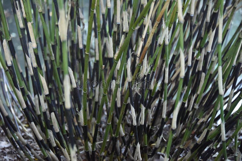 Rough Horsetail, Equisetum Hyemale As Known As Snake Grass Stock Image ...