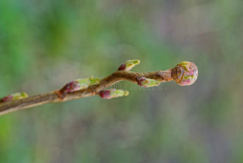 Green Round Bud on a Branch of a Raspberry Bush Stock Photo - Image of ...