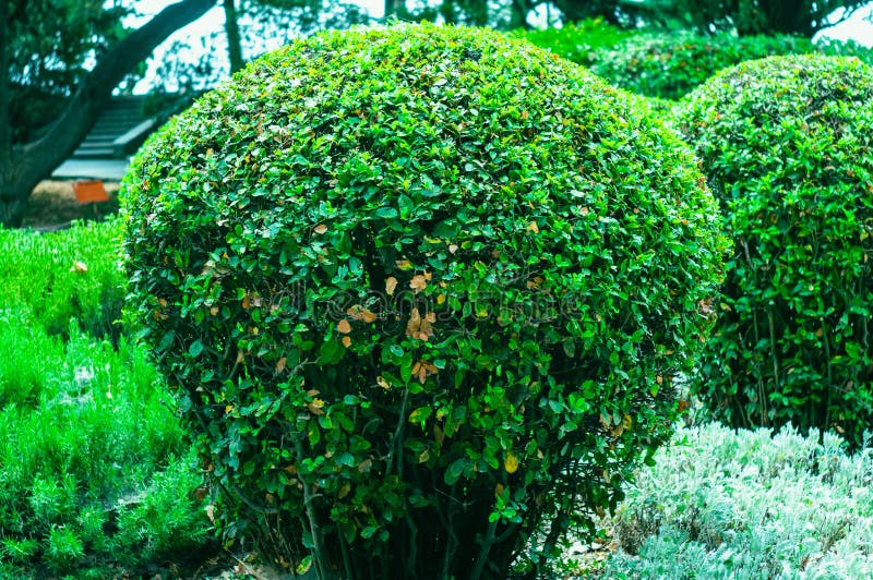 Green Round Bush in Nature Park Stock Image - Image of park, colours ...