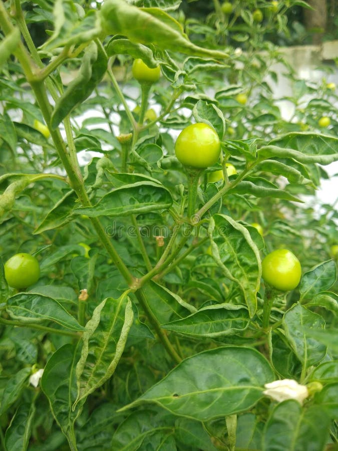 Round Chilli or Dalle Chilli Plant in Backyard Garden at Sikkim, India ...