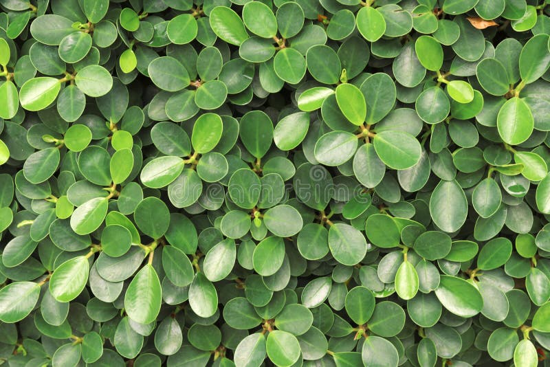 Green Round Leaves Pattern Background. Green Leaves Background Stock ...