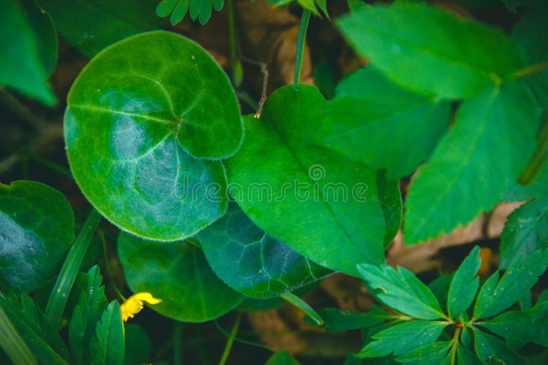 Green Round Leaves Surface Textures Background Stock Image - Image of ...