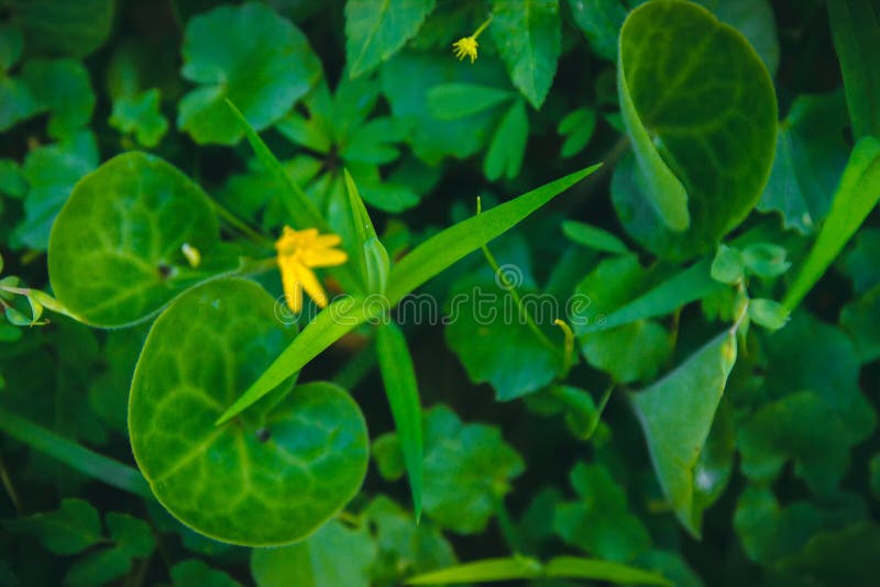 Green Round Leaves Surface Textures Background Stock Image - Image of ...