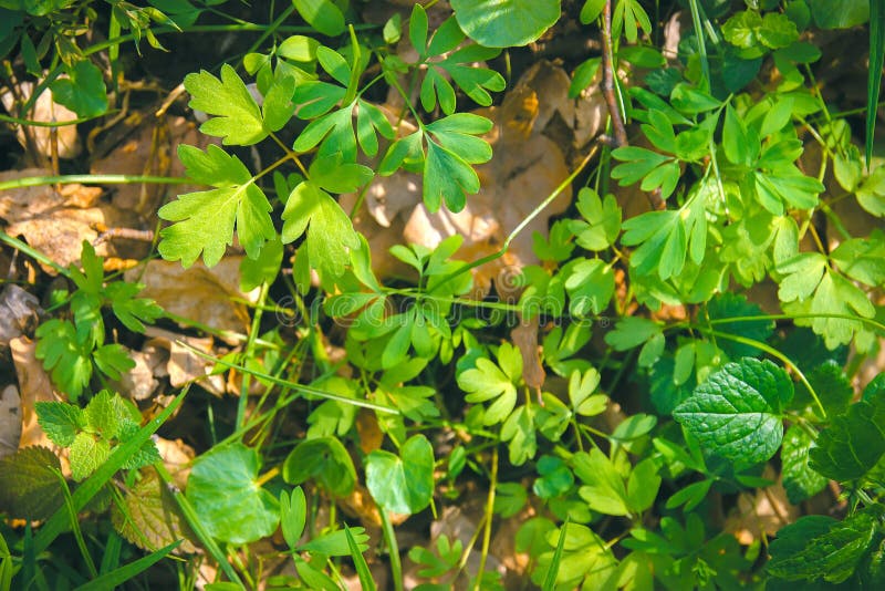 Green Round Leaves Surface Textures Background Stock Image - Image of ...