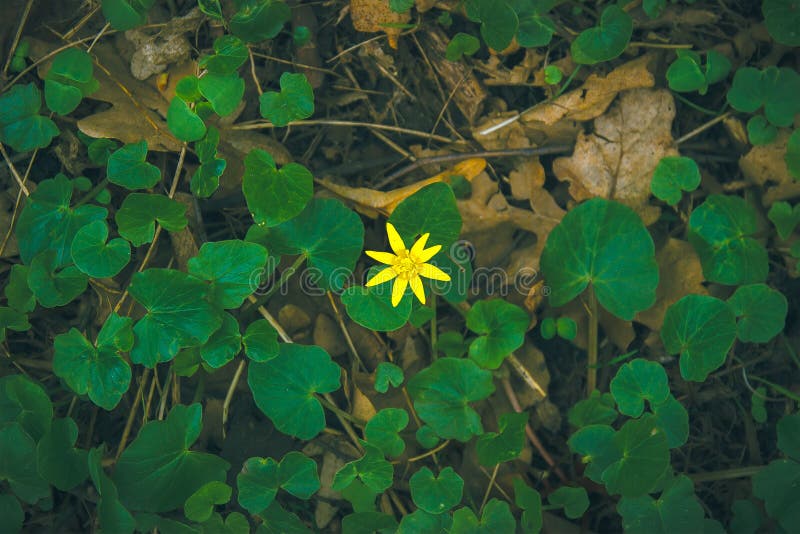 Green Round Leaves Surface Textures Background Stock Photo - Image of ...