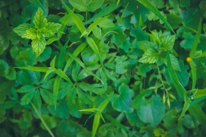 Green Round Leaves Surface Textures Background Stock Photo - Image of ...