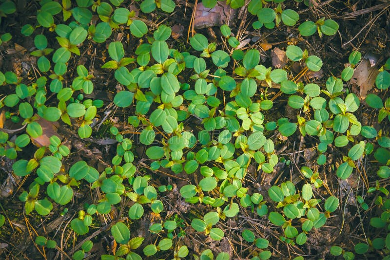 Green Round Leaves Surface Textures Background Stock Photo - Image of ...