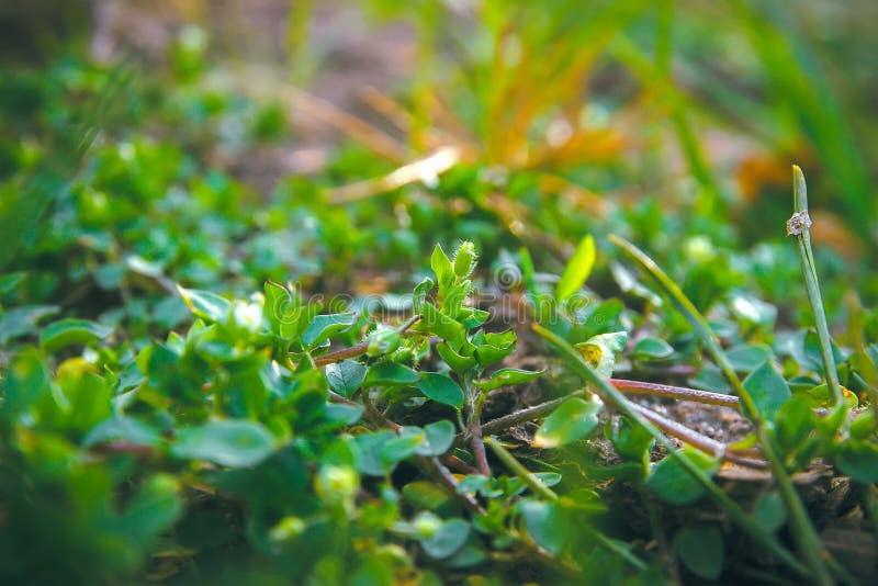 Green Round Leaves Surface Textures Background Stock Photo - Image of ...