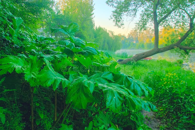 Green Round Leaves Surface Textures Background Stock Image - Image of ...