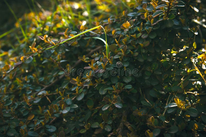 Green Round Leaves Surface Textures Background Stock Image - Image of ...