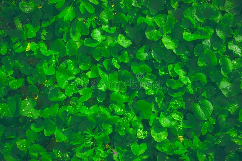 Green Round Leaves Surface Textures Background Stock Image - Image of ...