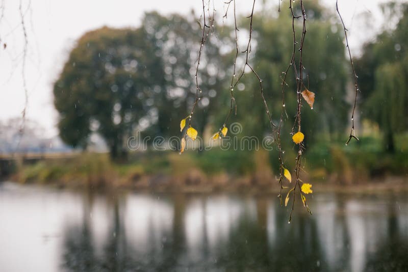 Green Round Leaves Surface Textures Background Stock Image - Image of ...