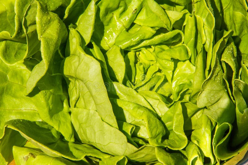 Green Round Lettuce, Lactuca Sativa. Close Up. Stock Image - Image of ...