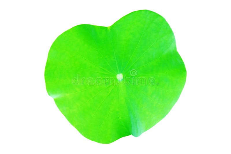 Green Round Lotus Leaf Isolated on White Background Stock Photo - Image ...